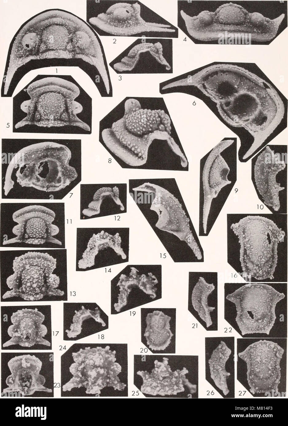 This 1966-1967 bulletin from Harvard College's Museum of Comparative ...
