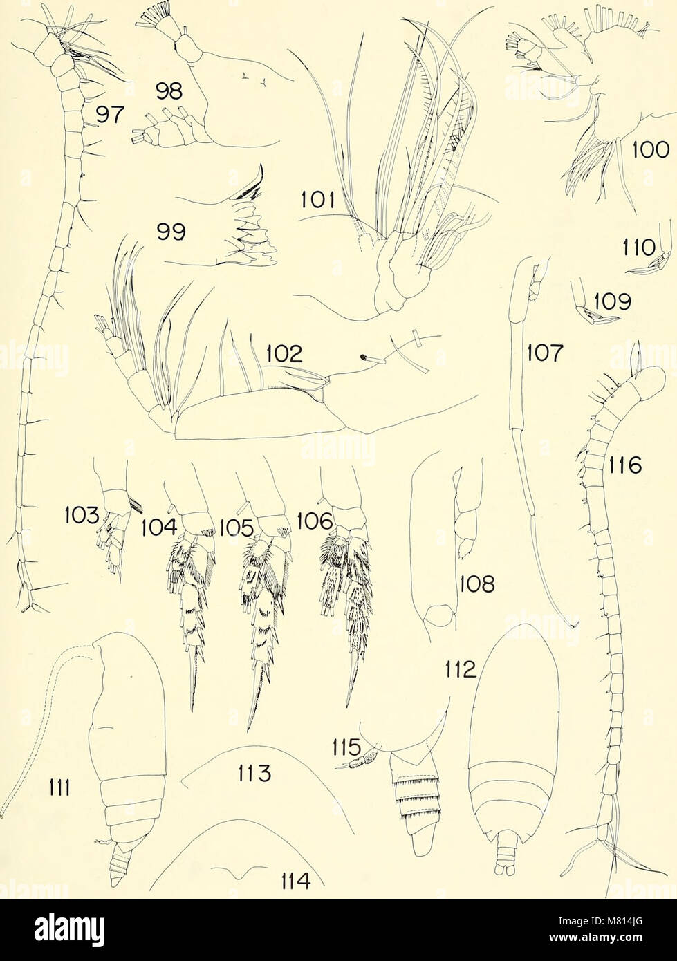 The 1970 Bulletin of the Museum of Comparative Zoology at Harvard ...
