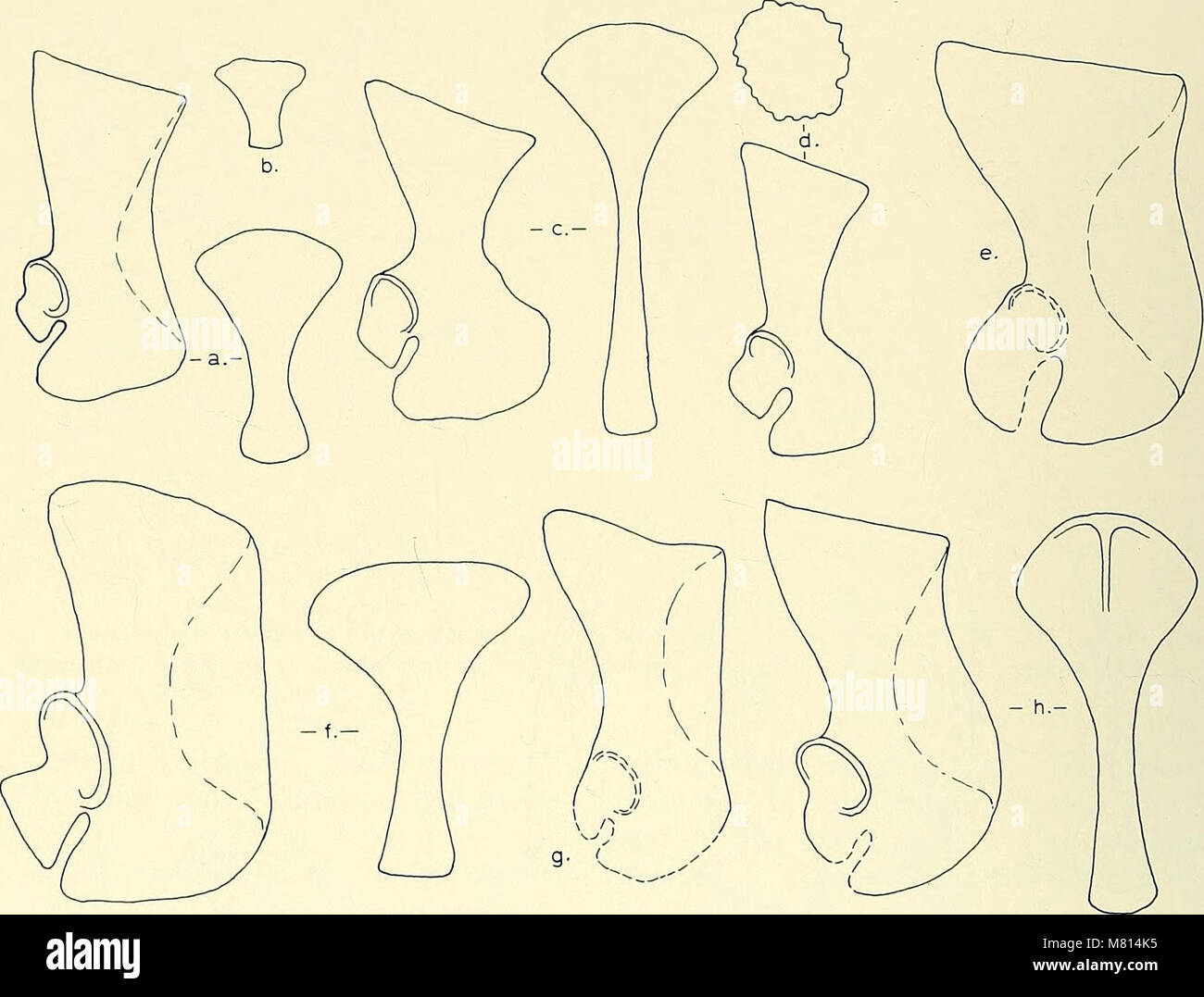 The 1970 *Bulletin of the Museum of Comparative Zoology* focuses on ...