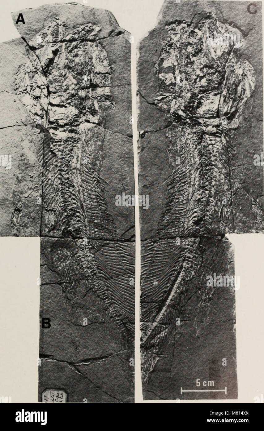 The 1974-1975 Bulletin of the Museum of Comparative Zoology at Harvard ...
