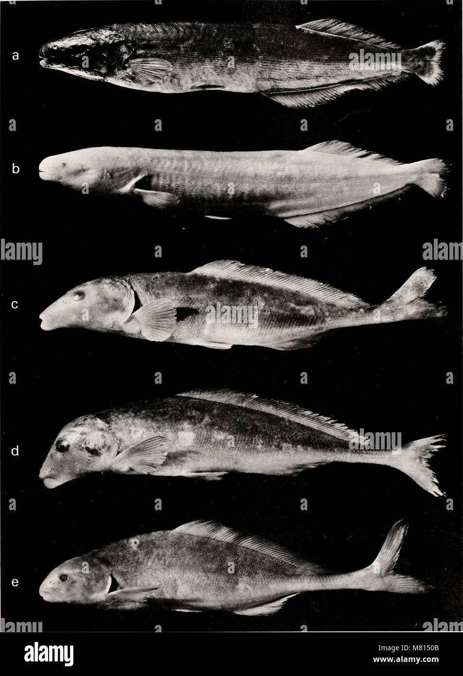 The Bulletin of the Museum of Comparative Zoology (1975-1977) covers a ...