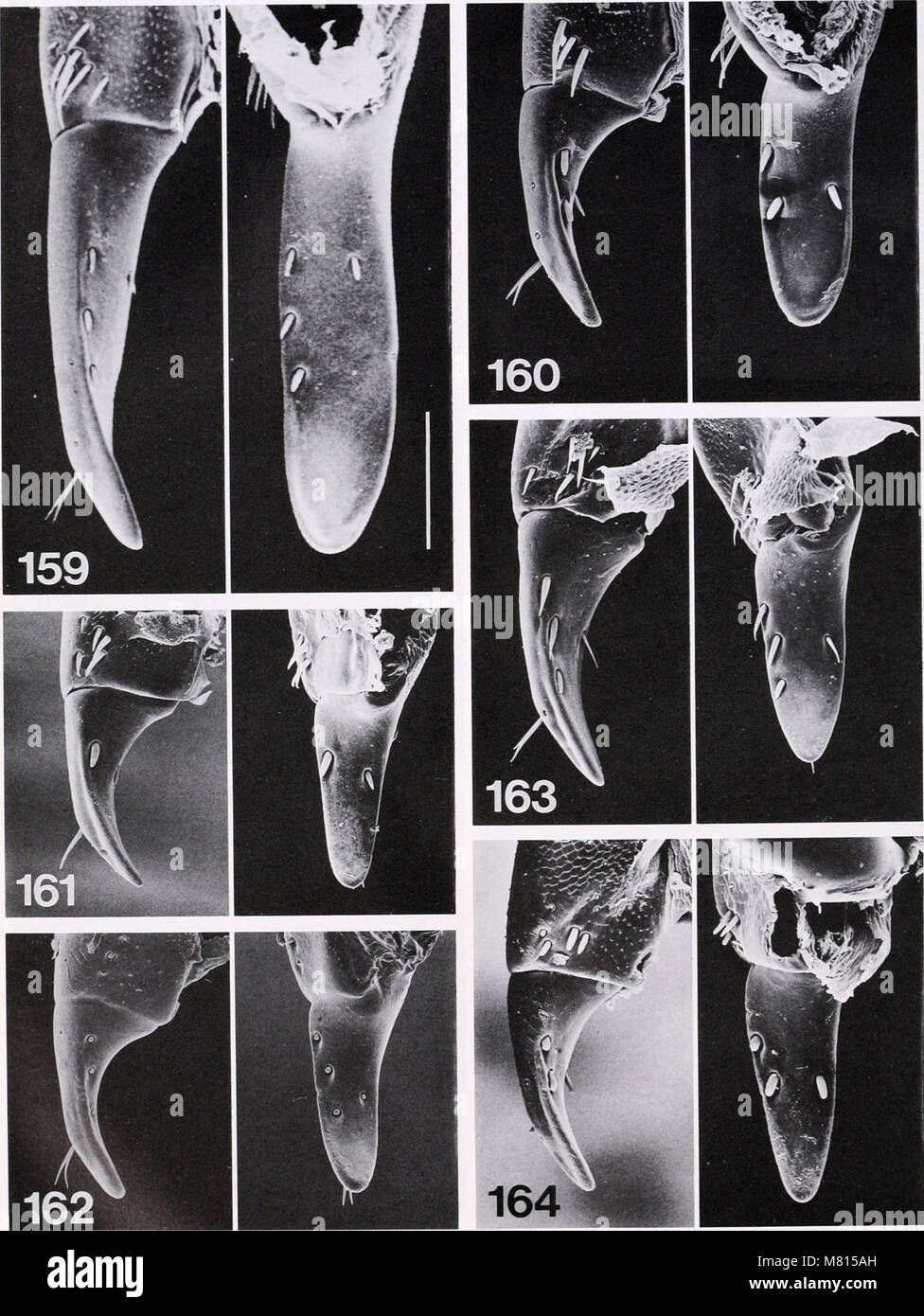 The *Bulletin of the Museum of Comparative Zoology* (1992-1994 ...