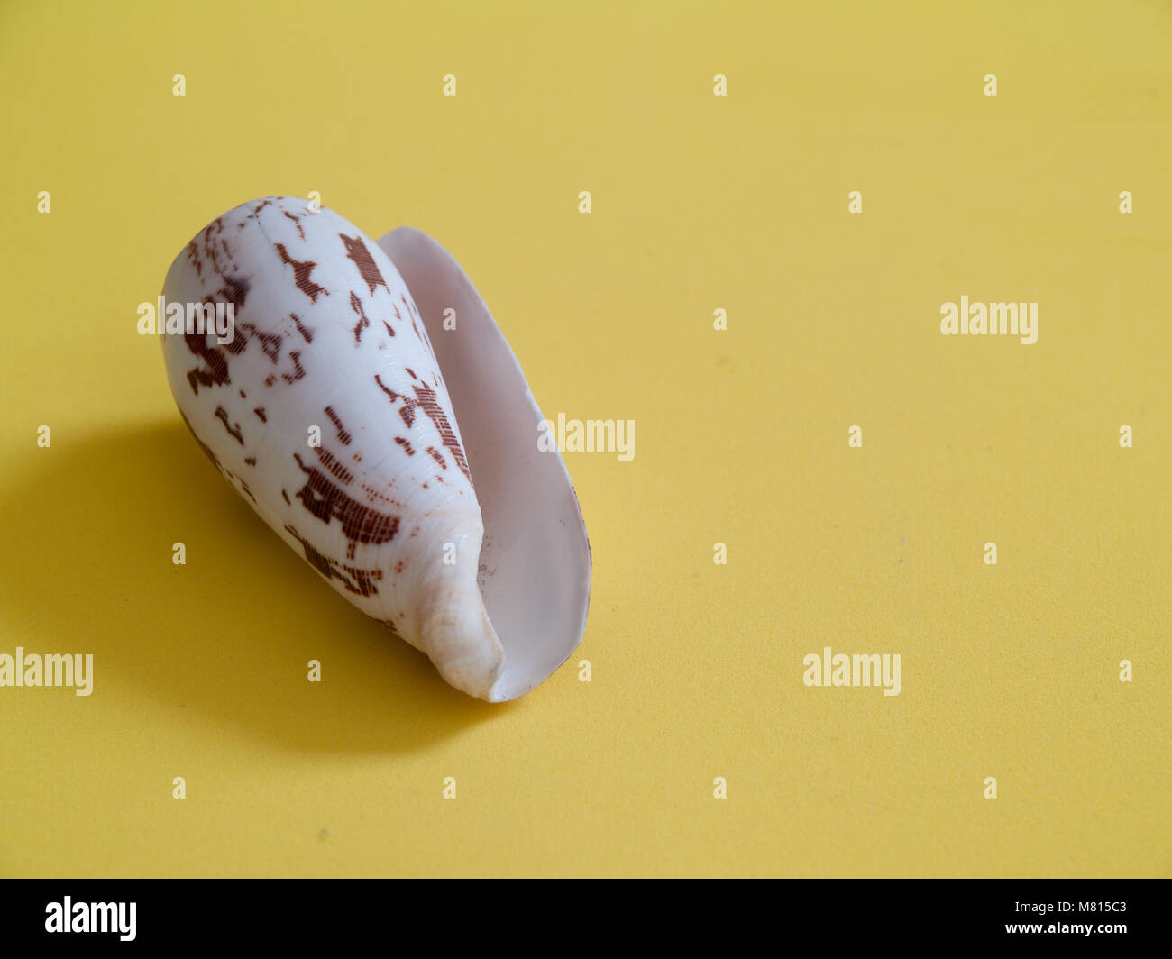 Shells, isolated on a yellow background Stock Photo - Alamy