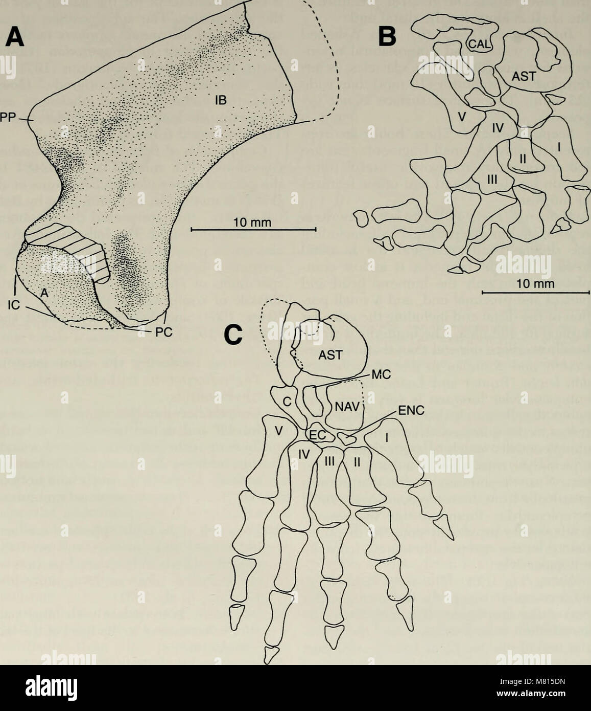 Bulletin of the Museum of Comparative Zoology at Harvard College (2001 ...