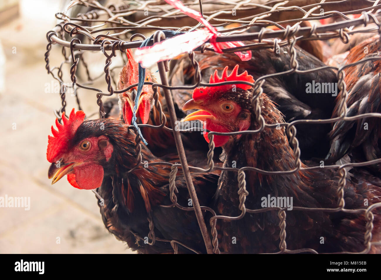 Living alive chickens poultry hi-res stock photography and images - Alamy
