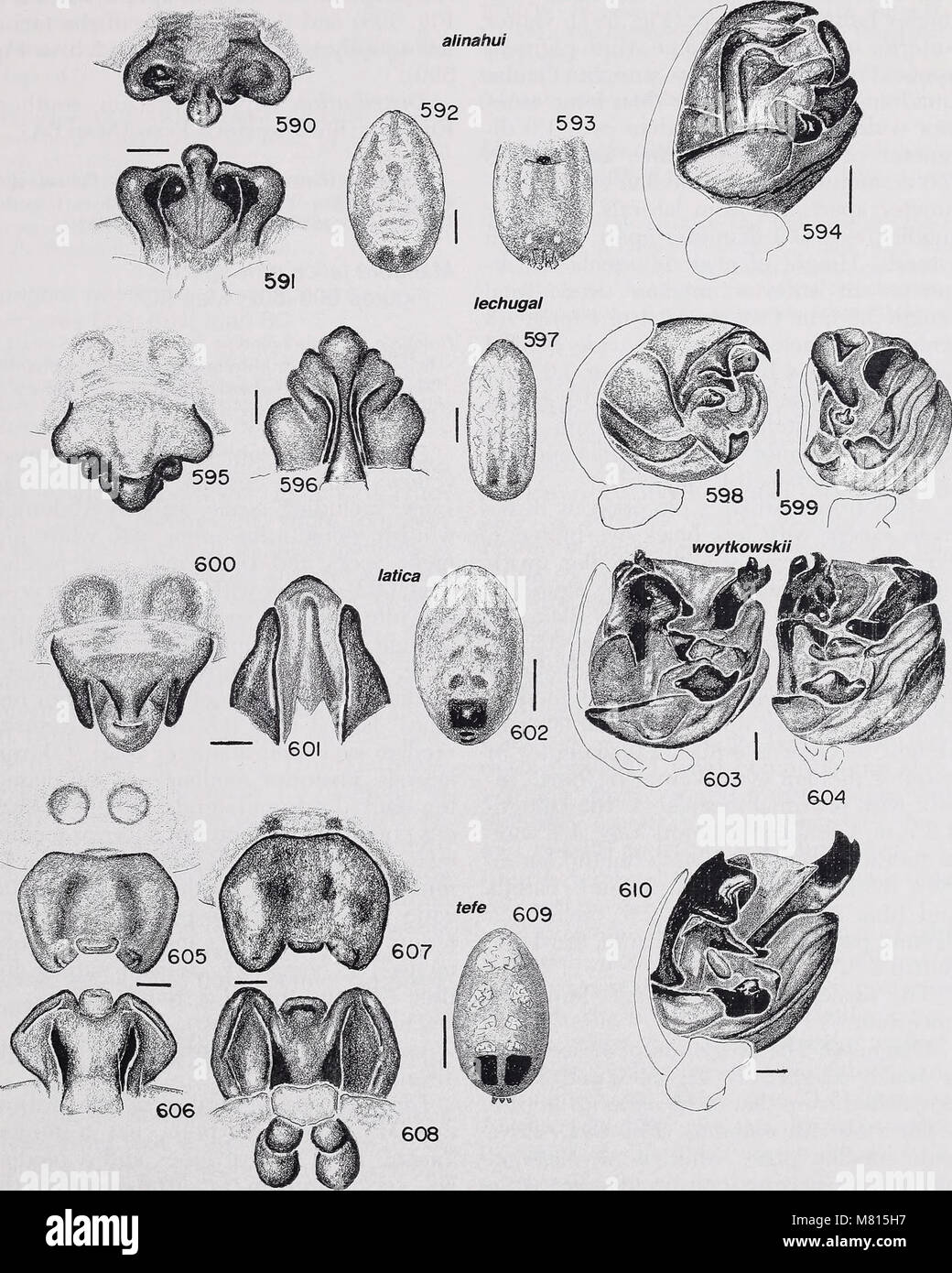 The *Bulletin of the Museum of Comparative Zoology* (2007) presents ...