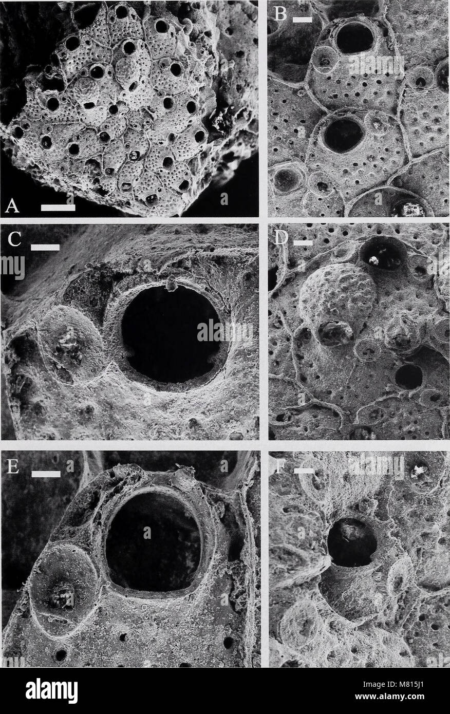 This 2007 bulletin presents research from the Museum of Comparative ...