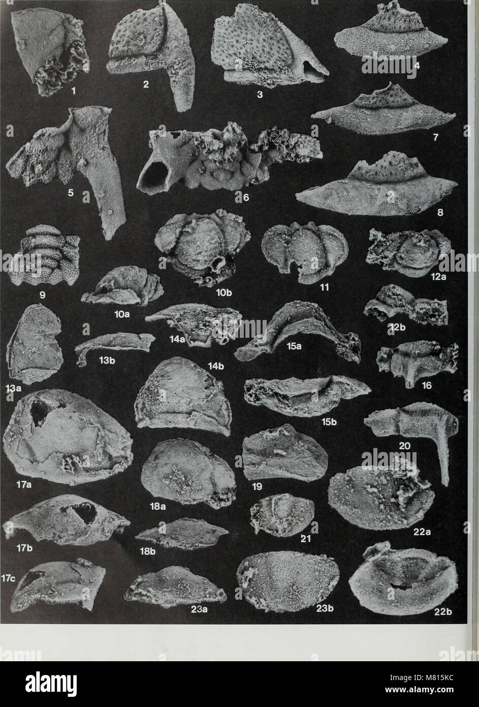 The 1996 Bulletin of the Natural History Museum's Geology Series ...