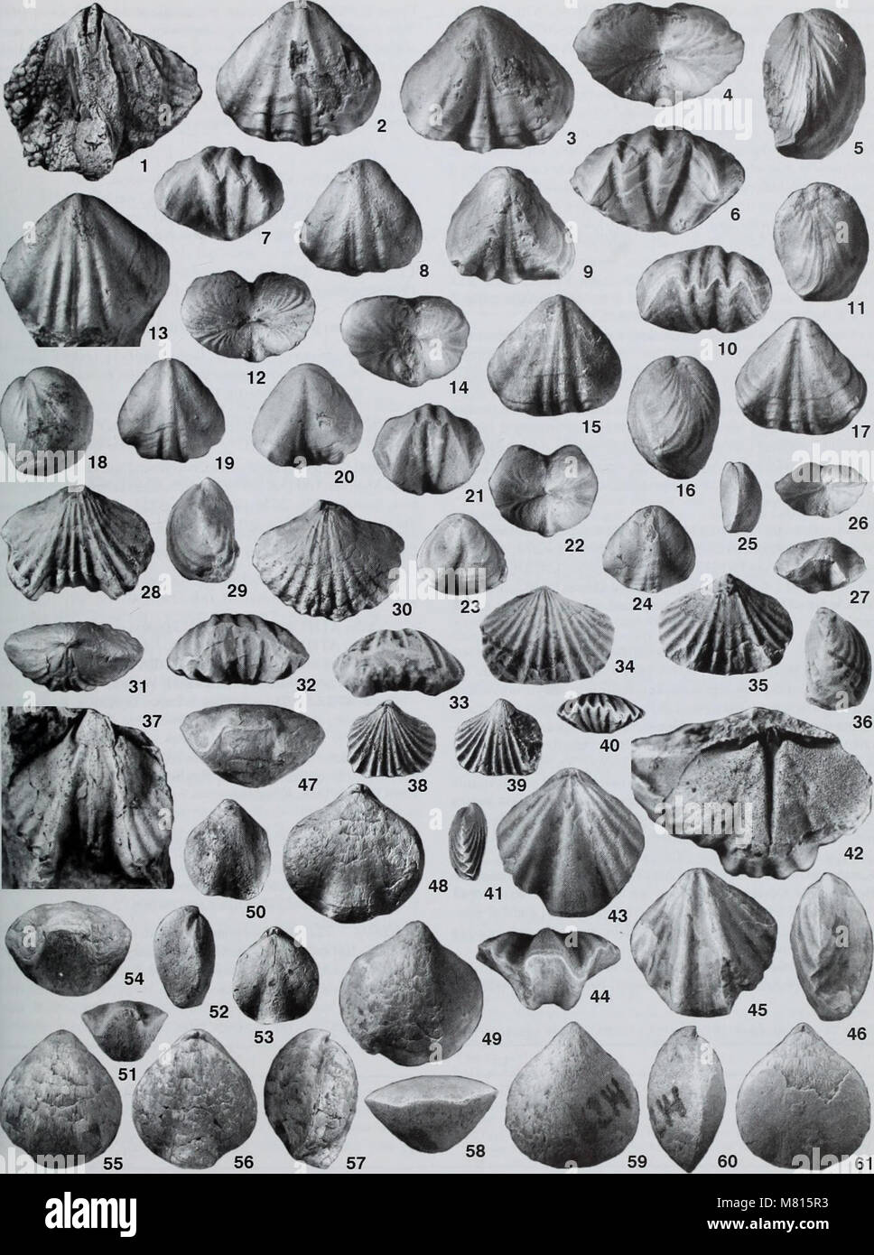 The 2002 'Bulletin of the Natural History Museum: Geology Series ...