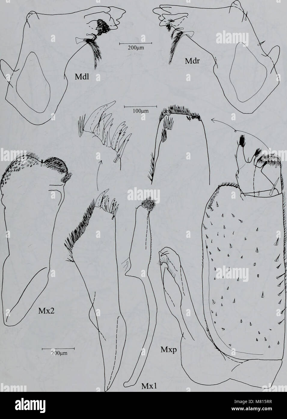 The 2001 Bulletin of the Natural History Museum (Zoology) includes ...