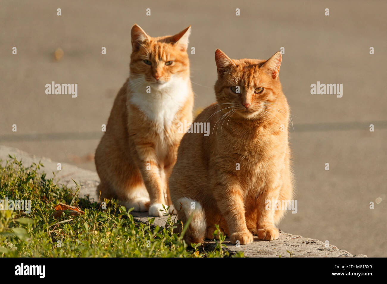 Beautiful red haired big cat hi-res stock photography and images - Alamy