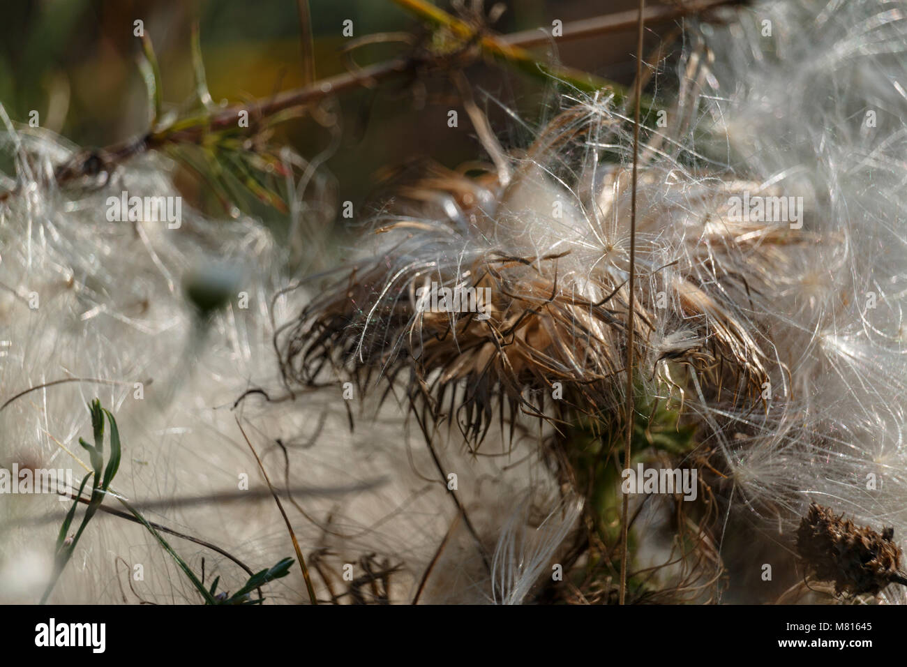 Dandelion seeds sunny day. large view Stock Photo - Alamy