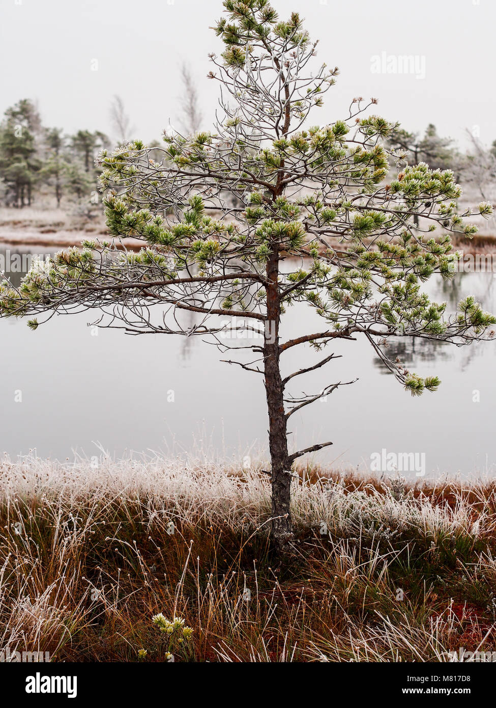 Pine Trees in Field of Kemeri moor in Latvia with a Pond in a ...