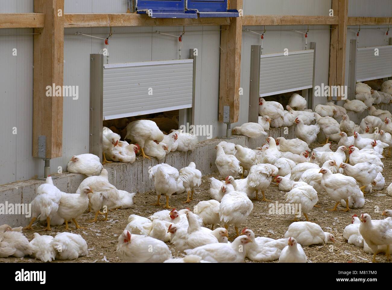 Broiler paddock 40 Stock Photo - Alamy