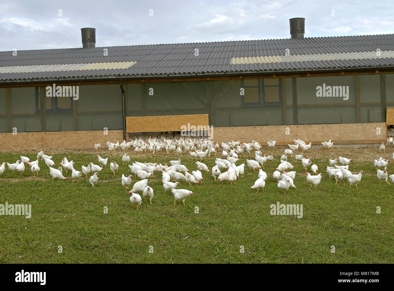 Broiler paddock 9 Stock Photo - Alamy