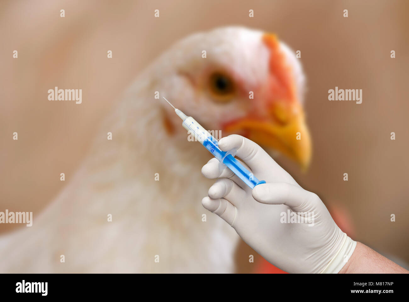 Broiler vaccination 4 Stock Photo - Alamy