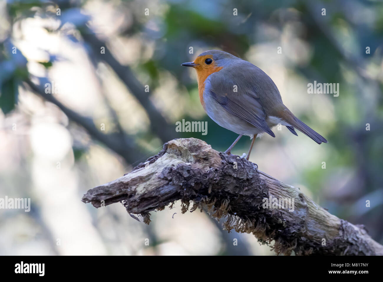 Cute robin hi-res stock photography and images - Alamy