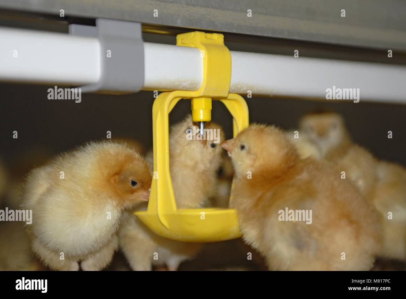 Broiler water 2 Stock Photo - Alamy