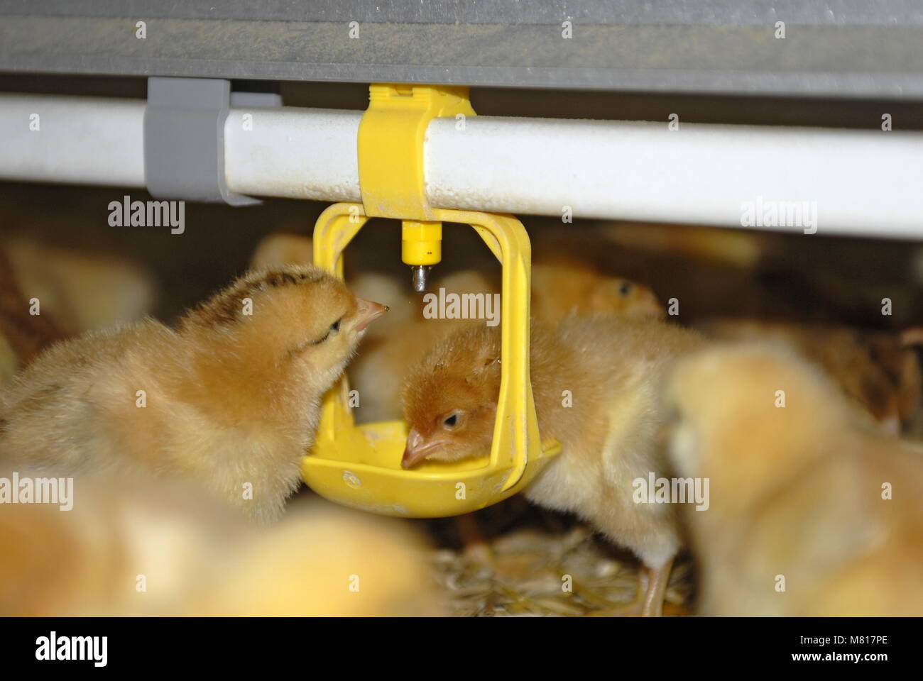 Broiler water 4 Stock Photo - Alamy
