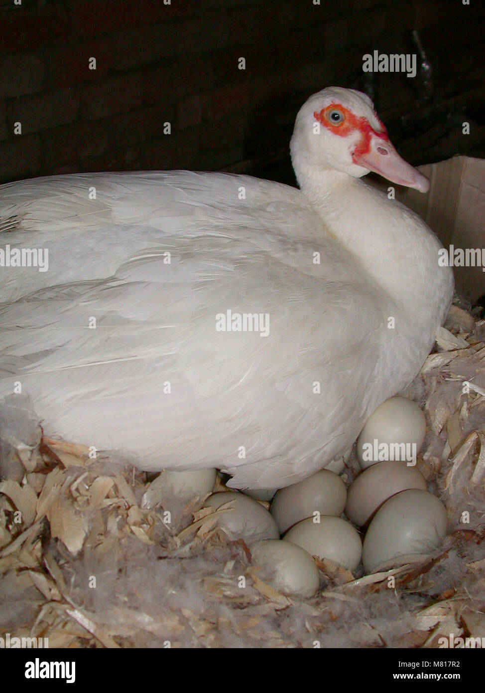 Duck rearing hi-res stock photography and images - Alamy