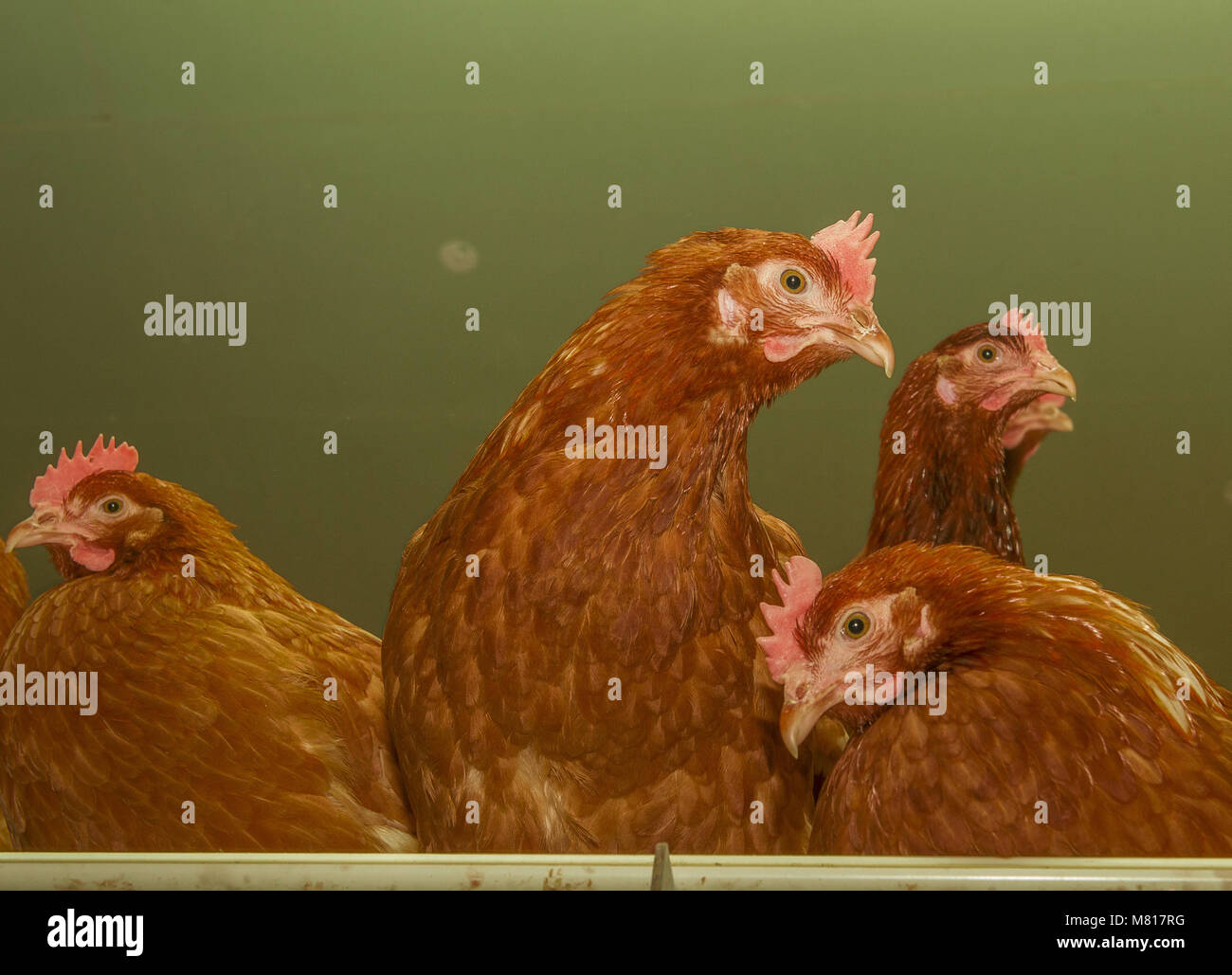 Brown laying hens 19 Stock Photo - Alamy