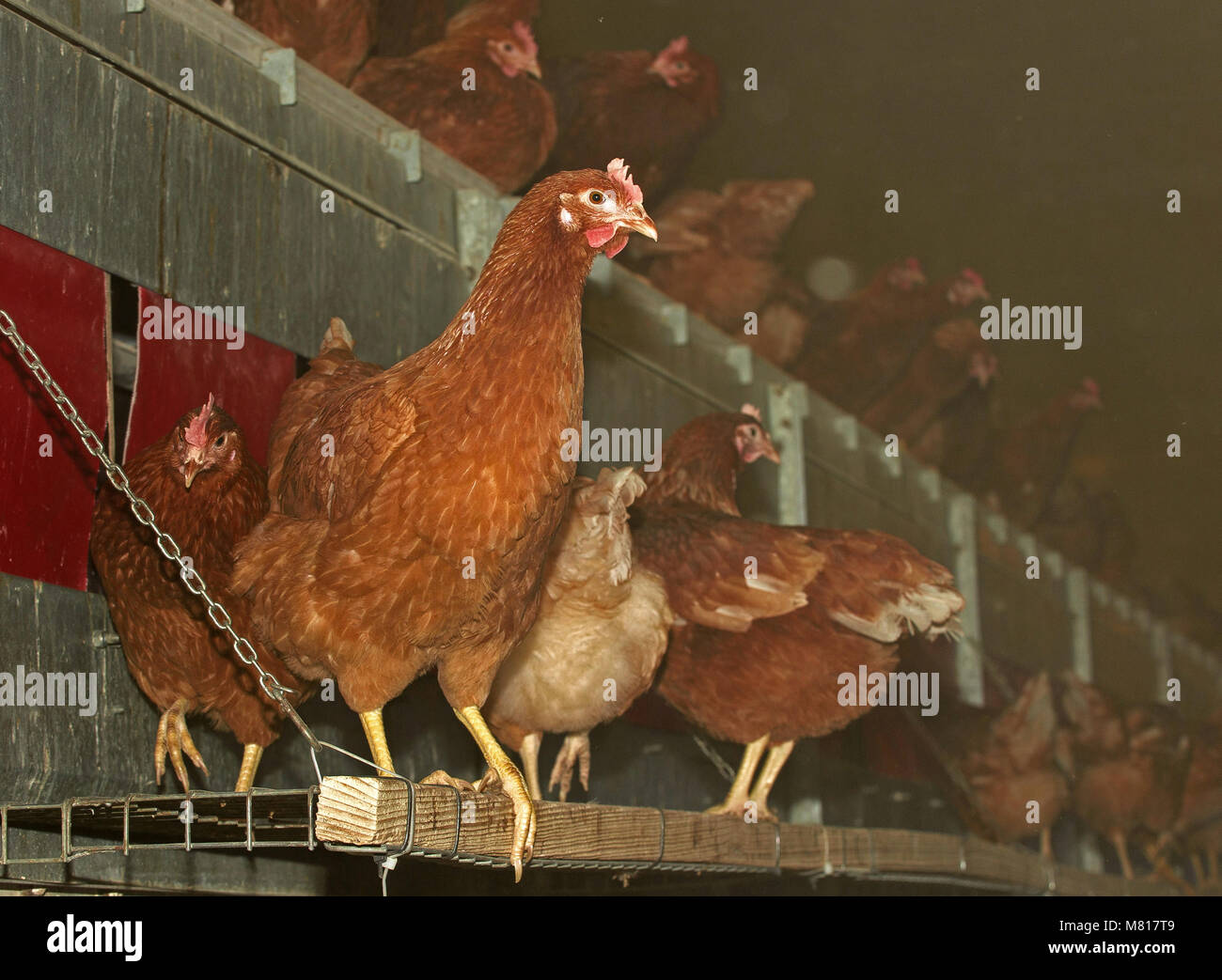 Brown laying hens 26 Stock Photo - Alamy
