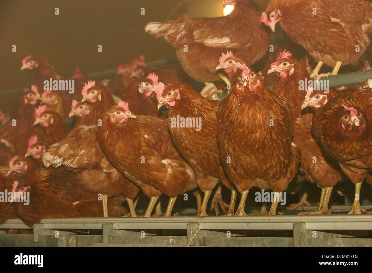 Brown laying hens 30 Stock Photo - Alamy