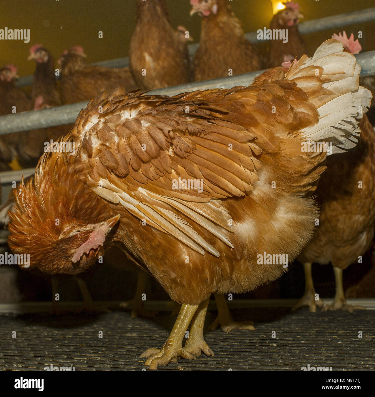 Brown laying hens 32 Stock Photo - Alamy