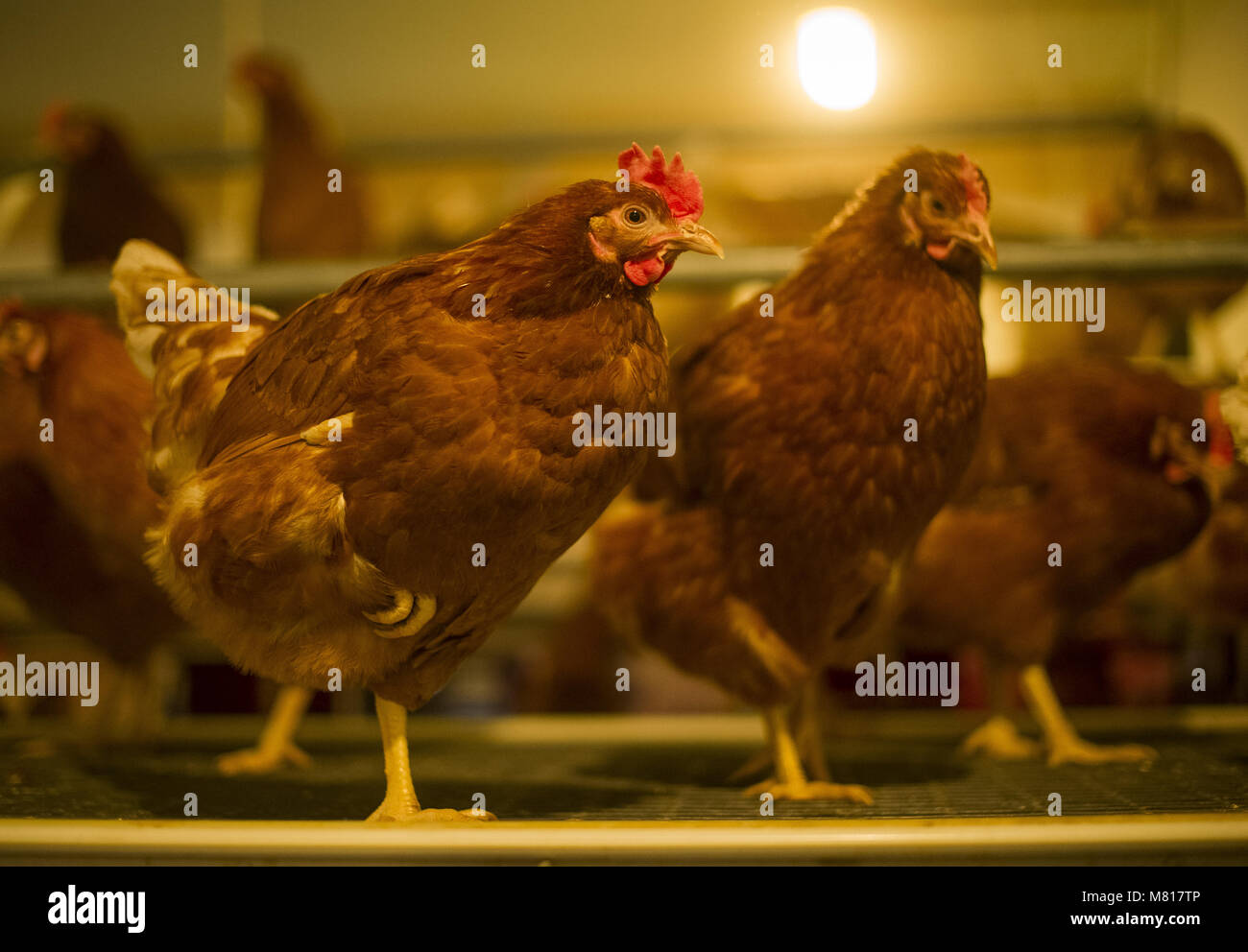 Brown laying hens 34 Stock Photo - Alamy