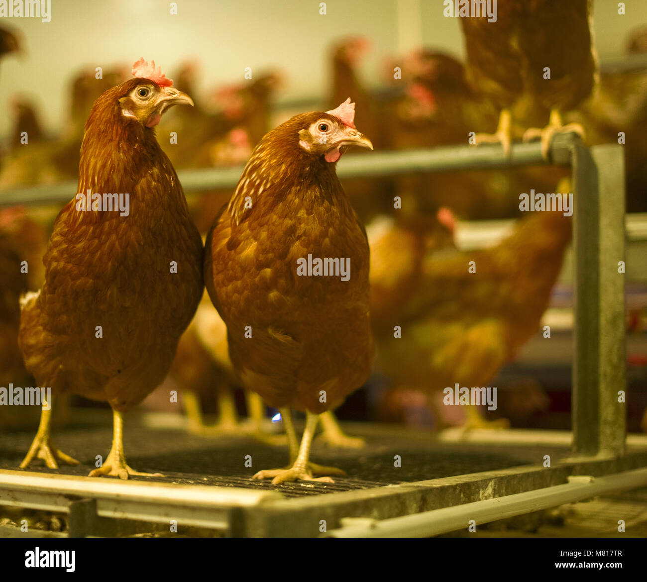 Brown laying hens 35 Stock Photo - Alamy