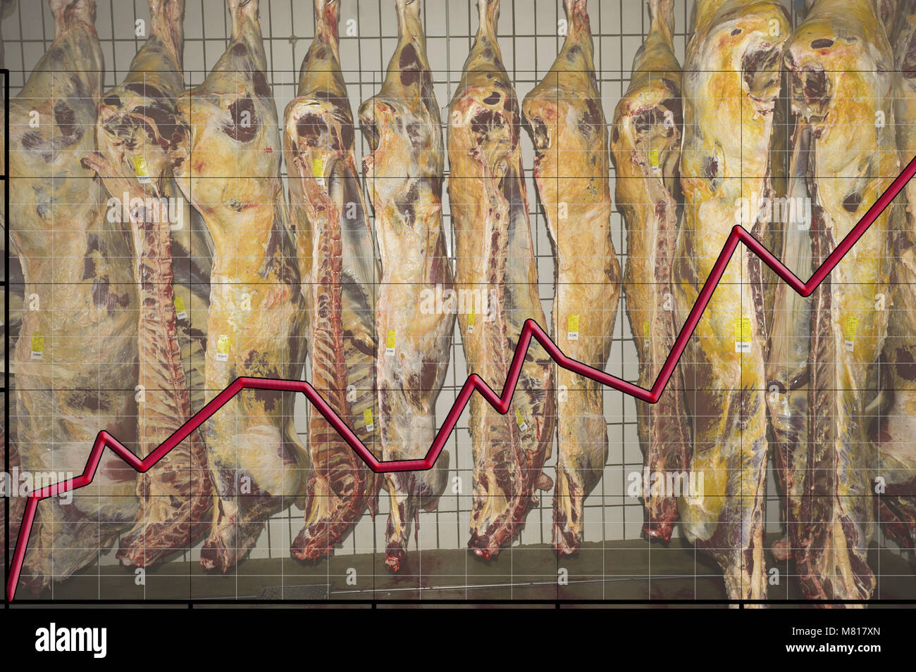 Fattening bulls hi-res stock photography and images - Alamy