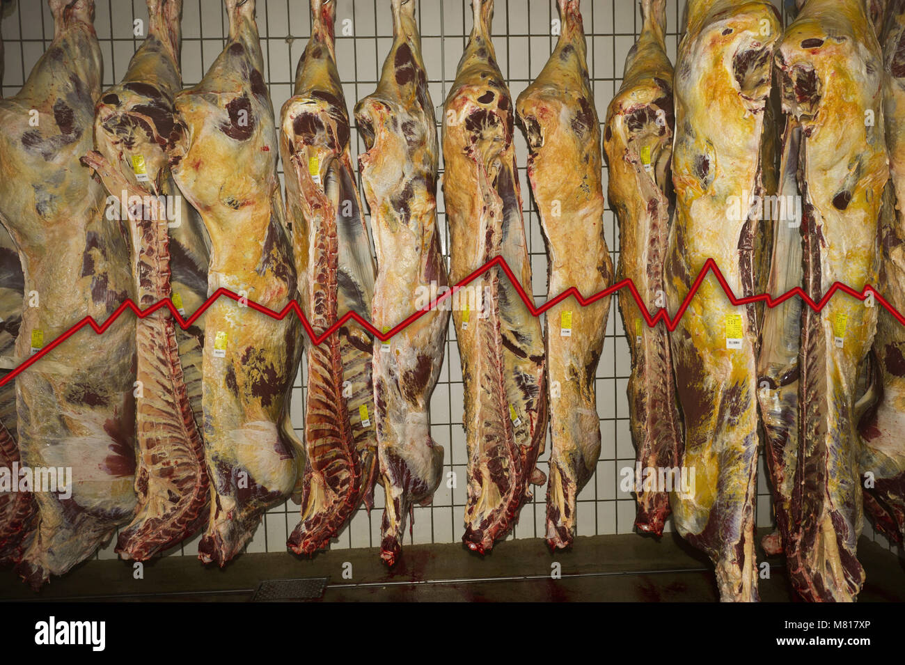 Fattening bulls hi-res stock photography and images - Alamy