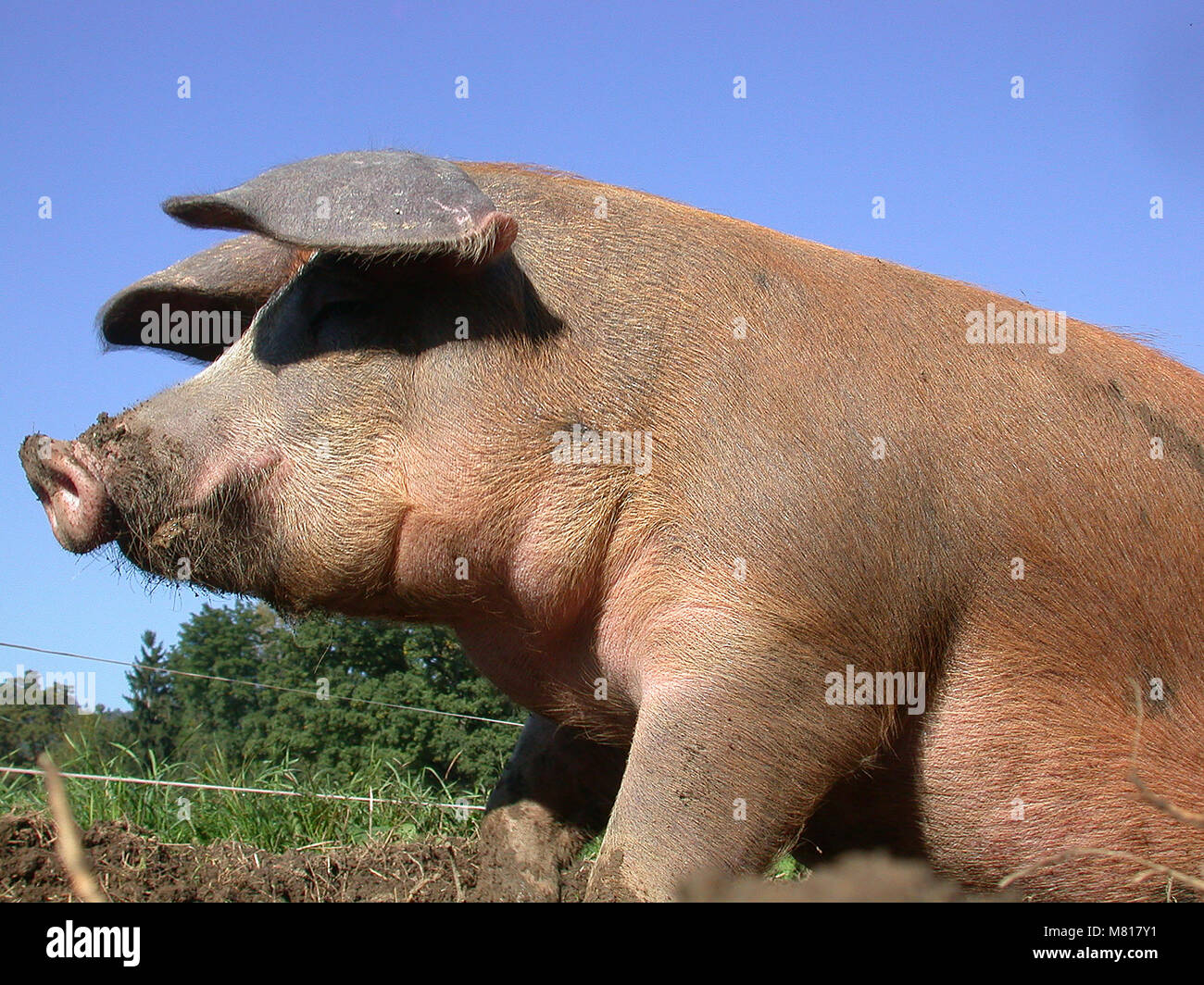 Swabian hall pig hi-res stock photography and images - Alamy