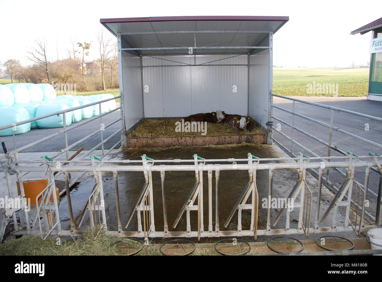 Calve barns hi-res stock photography and images - Alamy