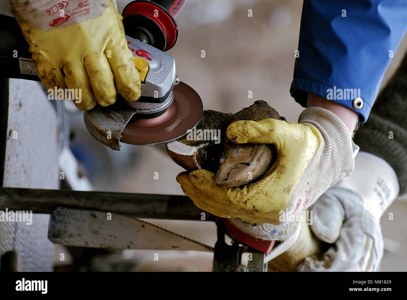 Cattle claws hi-res stock photography and images - Alamy