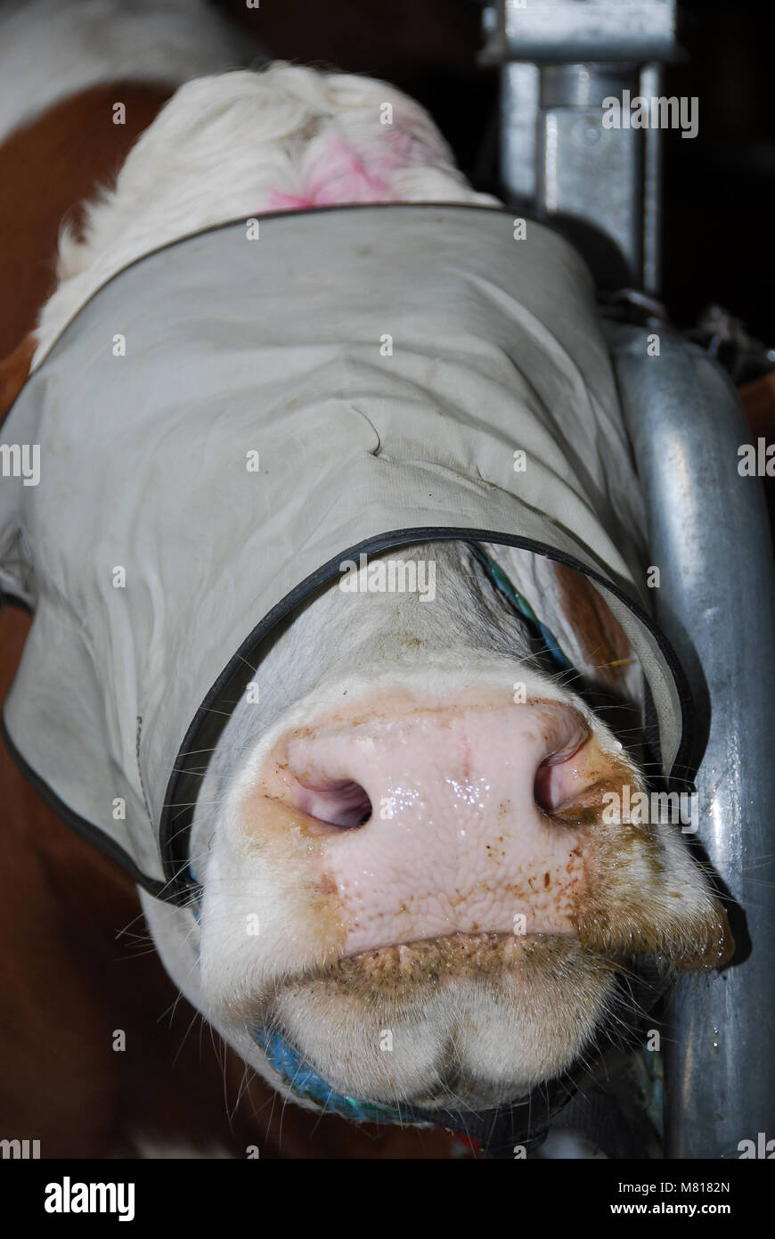 Cattle claws hi-res stock photography and images - Alamy