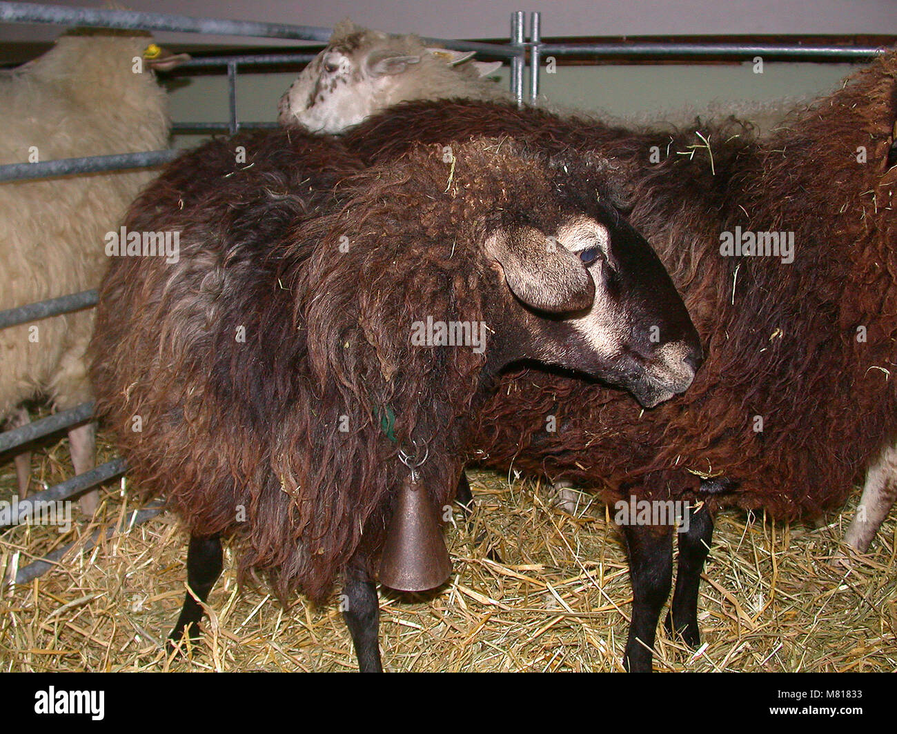 Carniolan Stone Sheep Stock Photo - Alamy