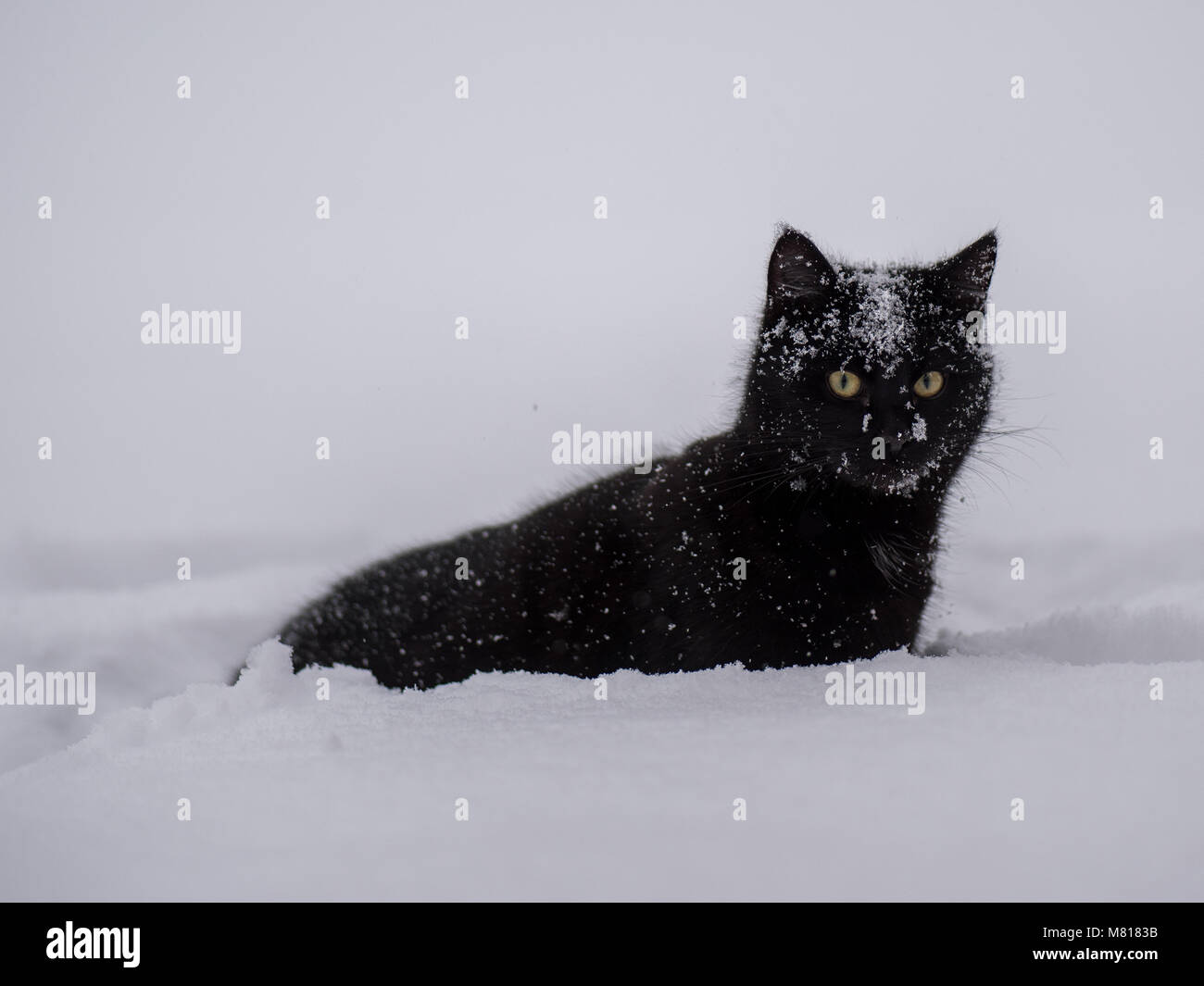 Chill cats hi-res stock photography and images - Alamy