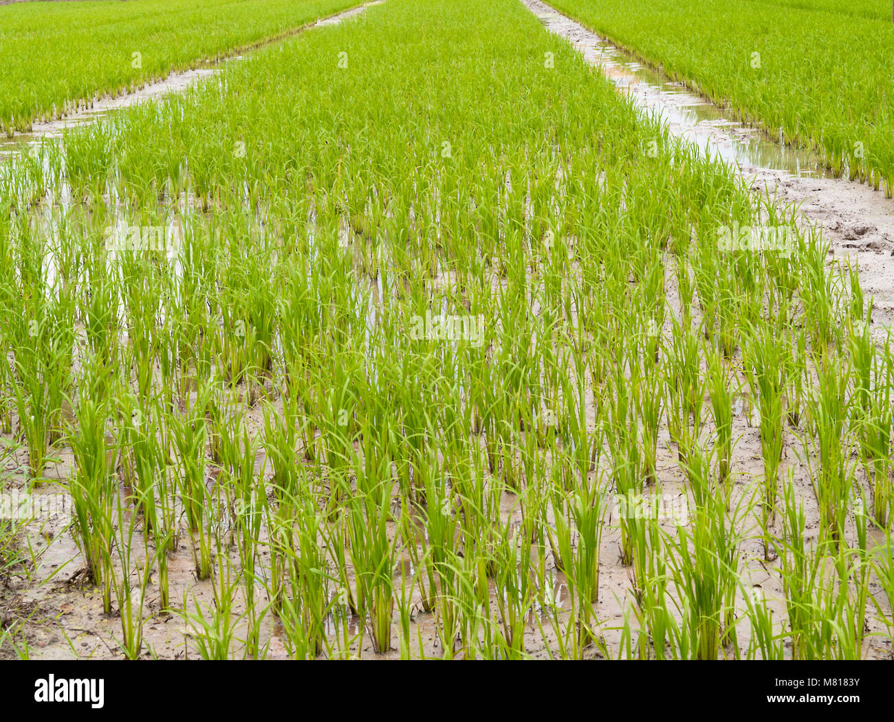Rice Cultivation by the use of appropriate technology Stock Photo - Alamy