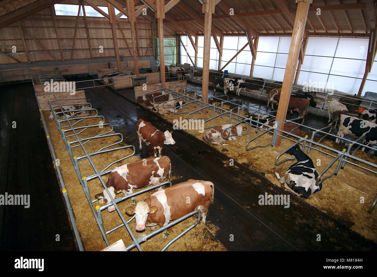 Cattle free barn 8 Stock Photo - Alamy