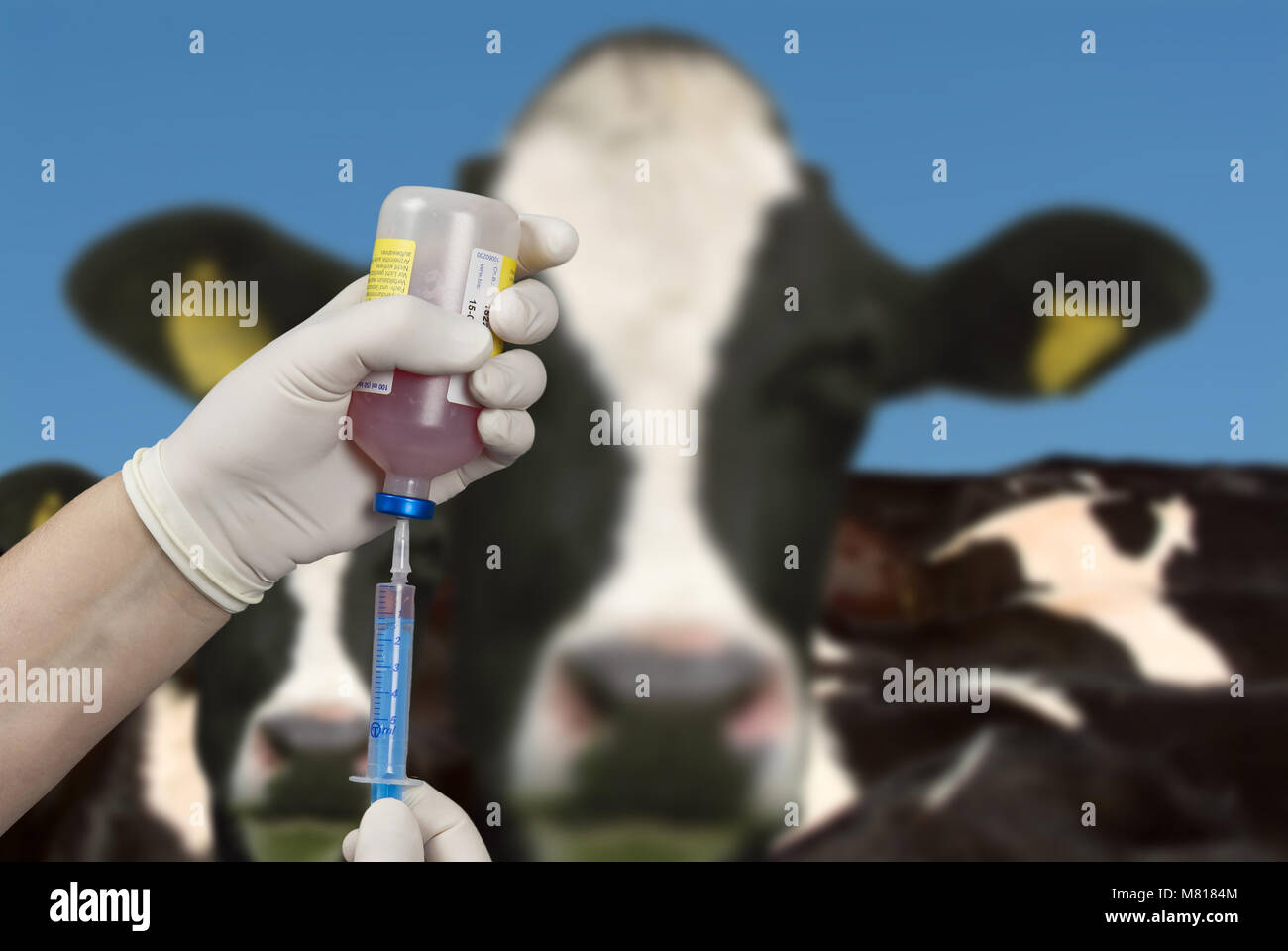 Cattle vaccination hi-res stock photography and images - Alamy