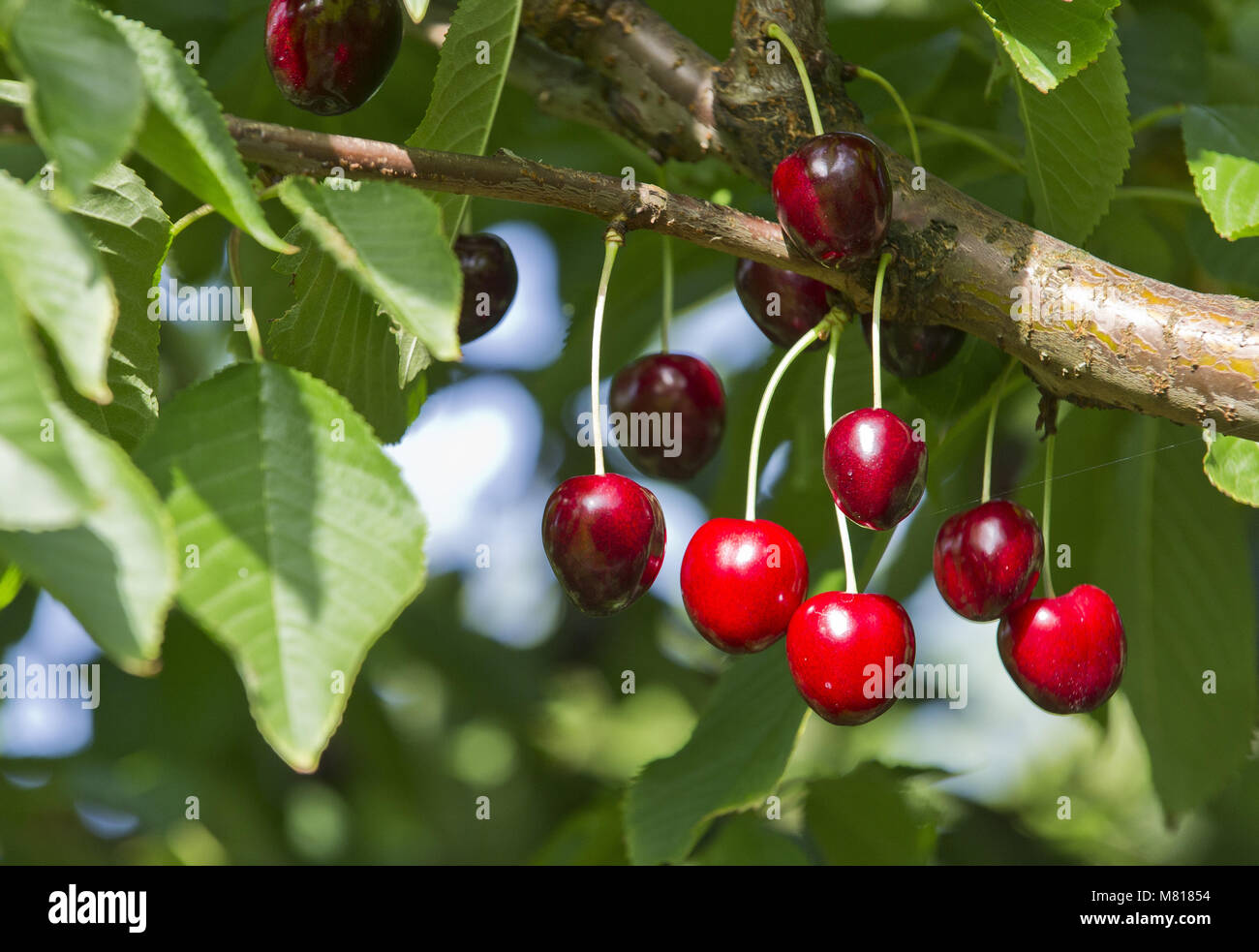 Cherries harvest 13 Stock Photo - Alamy