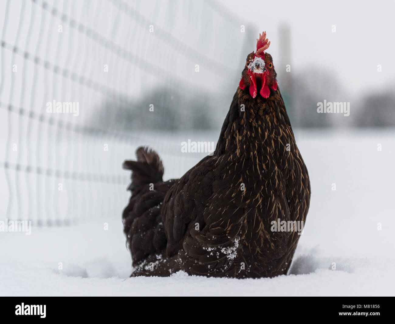 Chicken laying in the ground hi-res stock photography and images - Alamy