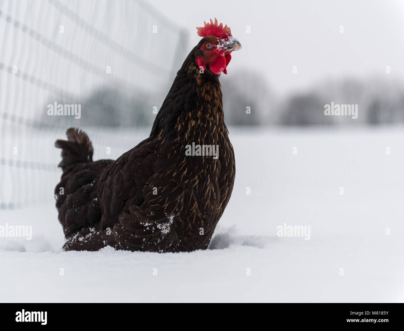 Chicken in the snow 10 Stock Photo - Alamy