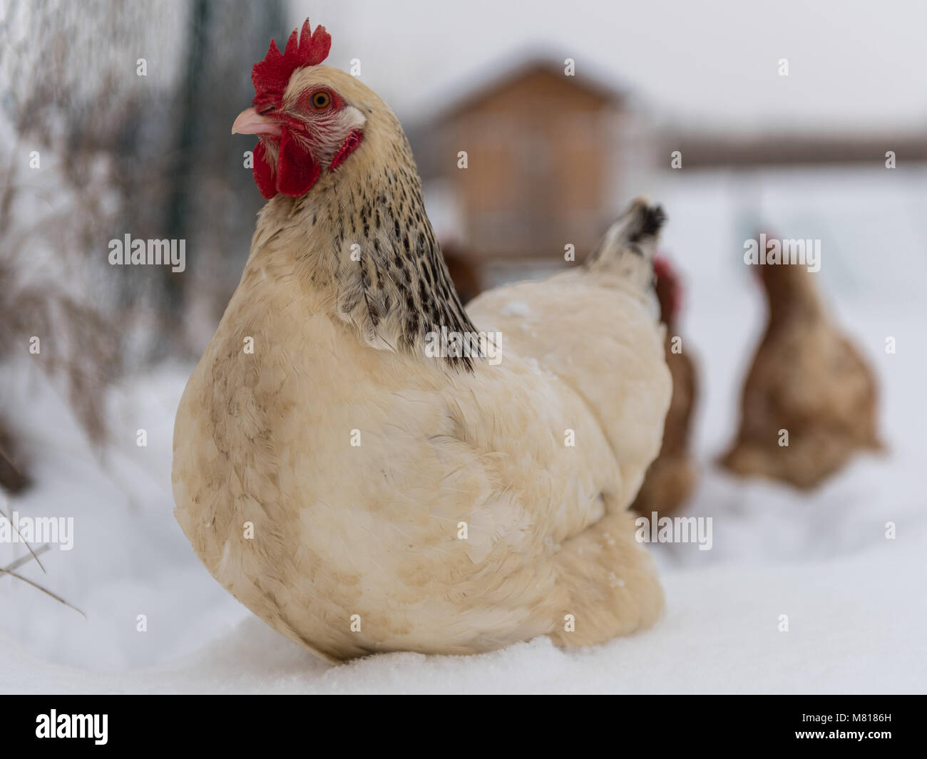 Chicken in the snow 13 Stock Photo - Alamy
