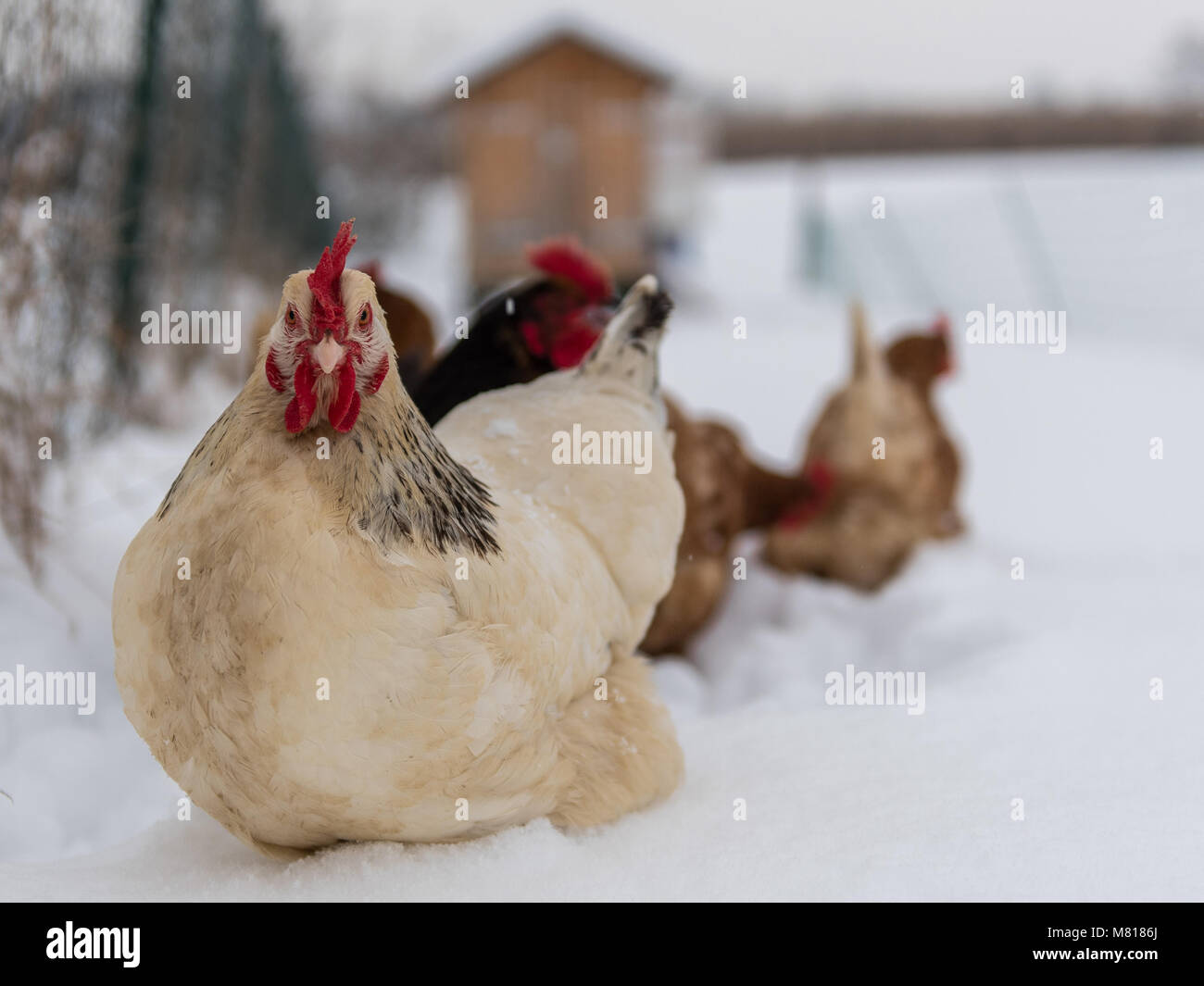 Chicken in the snow 14 Stock Photo - Alamy