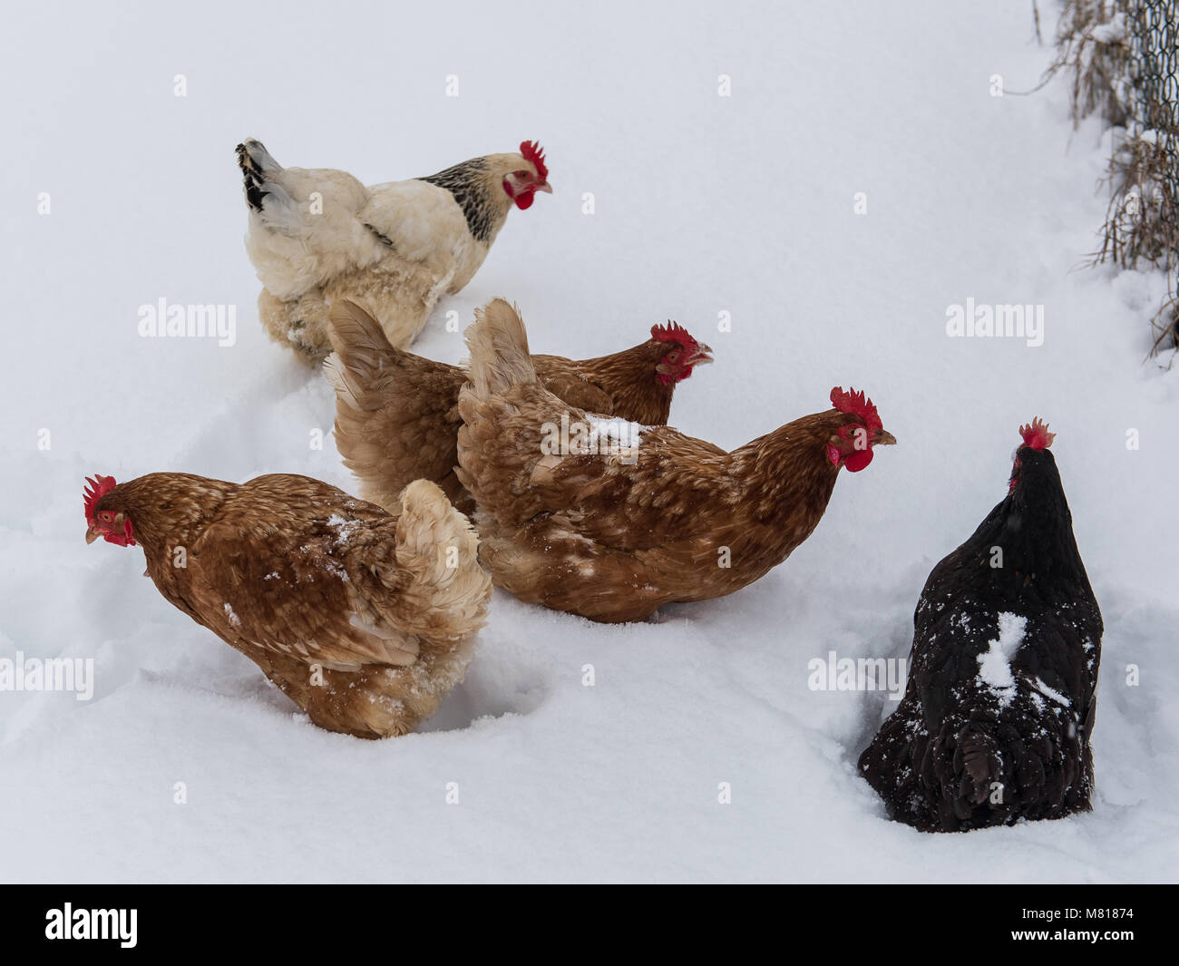 Keeping chickens in winter hi-res stock photography and images - Alamy