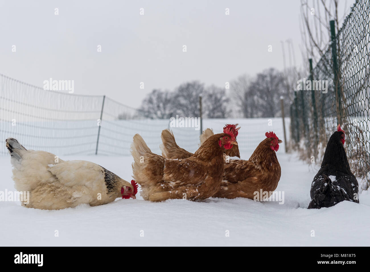 Laying hens snow hi-res stock photography and images - Alamy