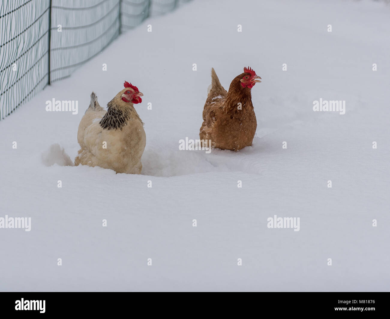 Chicken in the snow 18 Stock Photo - Alamy