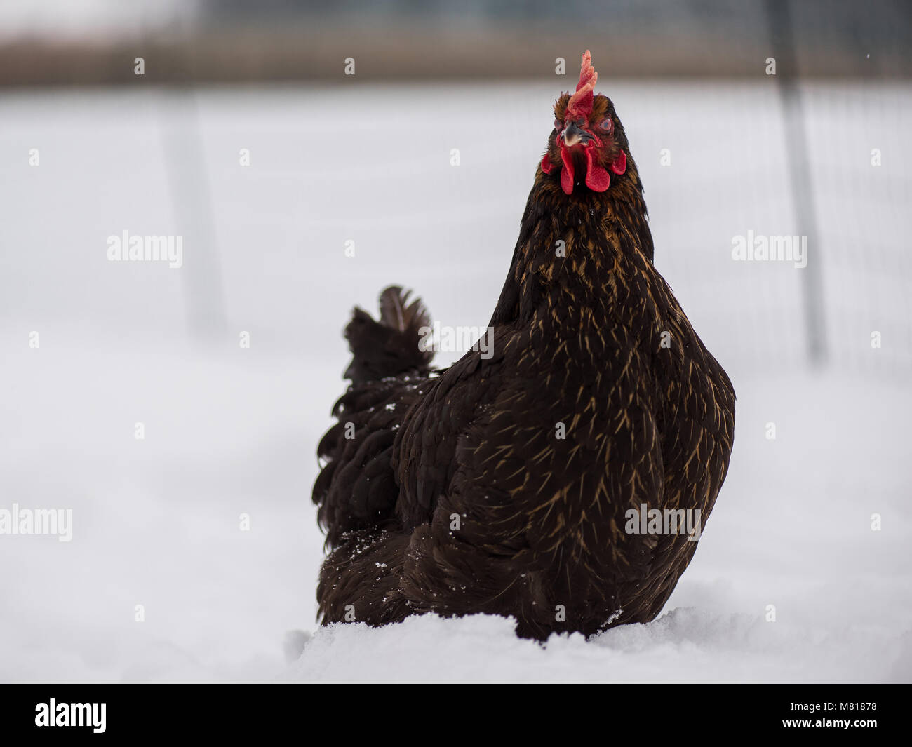 Laying hens snow hi-res stock photography and images - Alamy
